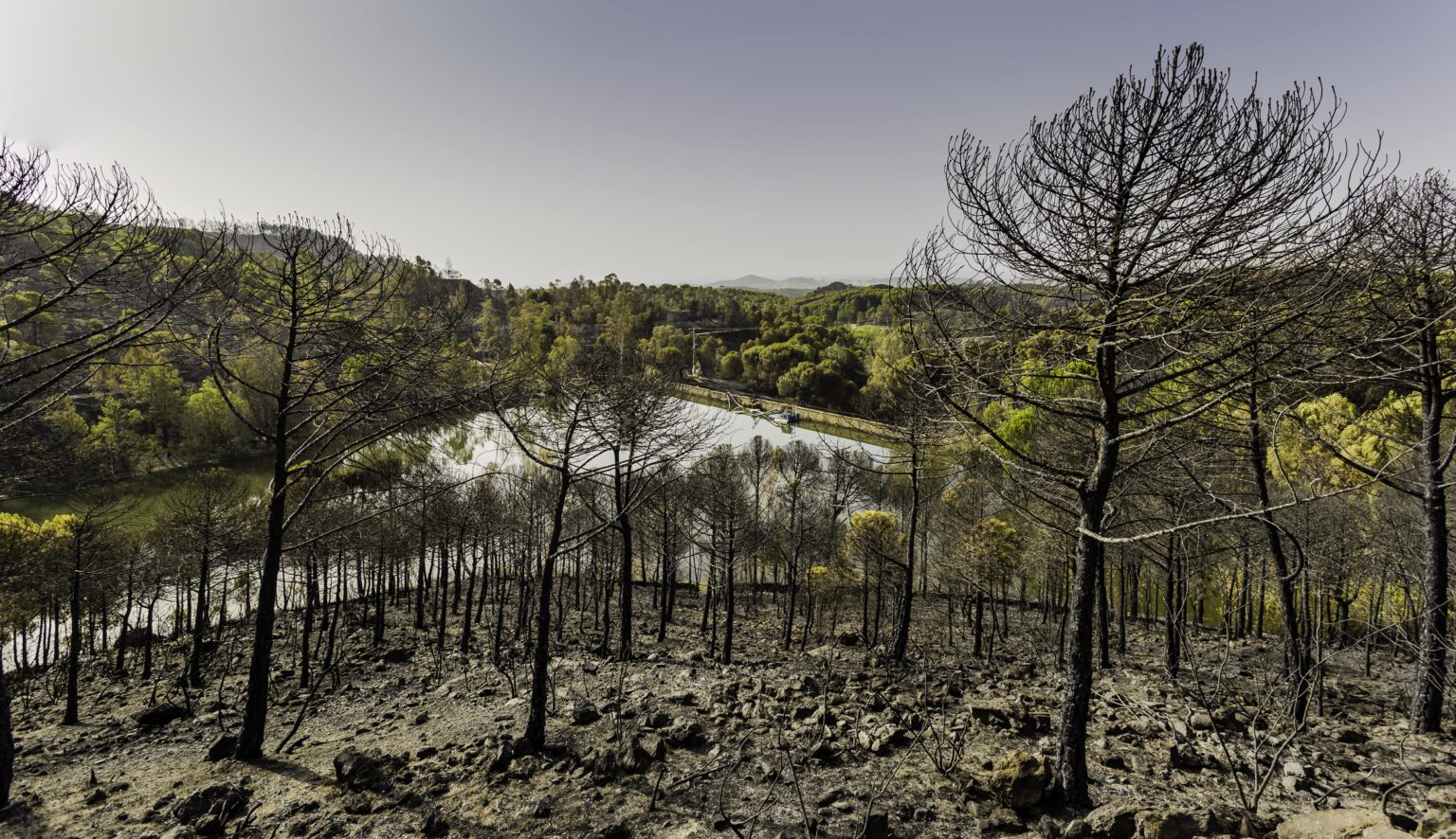 Bosques primarios, ecosistemas al borde de la extinción - ¡Salvemos los ...