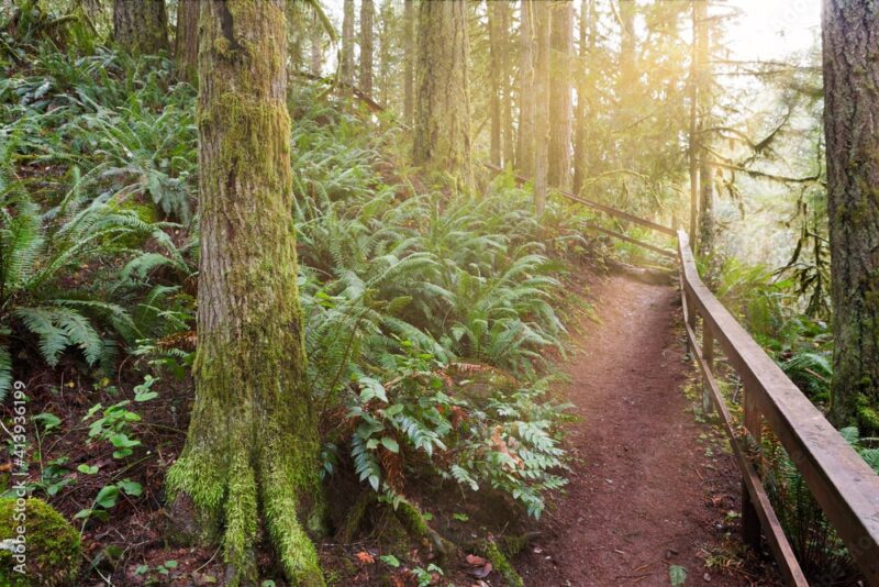 ¿Cuáles son los bosques más increíbles que la mayoría de la gente ...