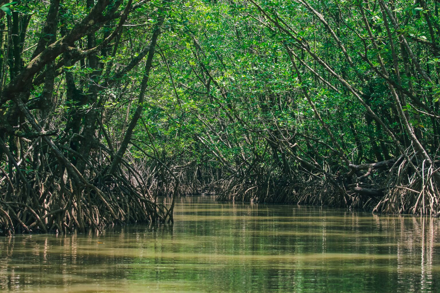Salvar los manglares de Madagascar - ¡Salvemos los bosques ...