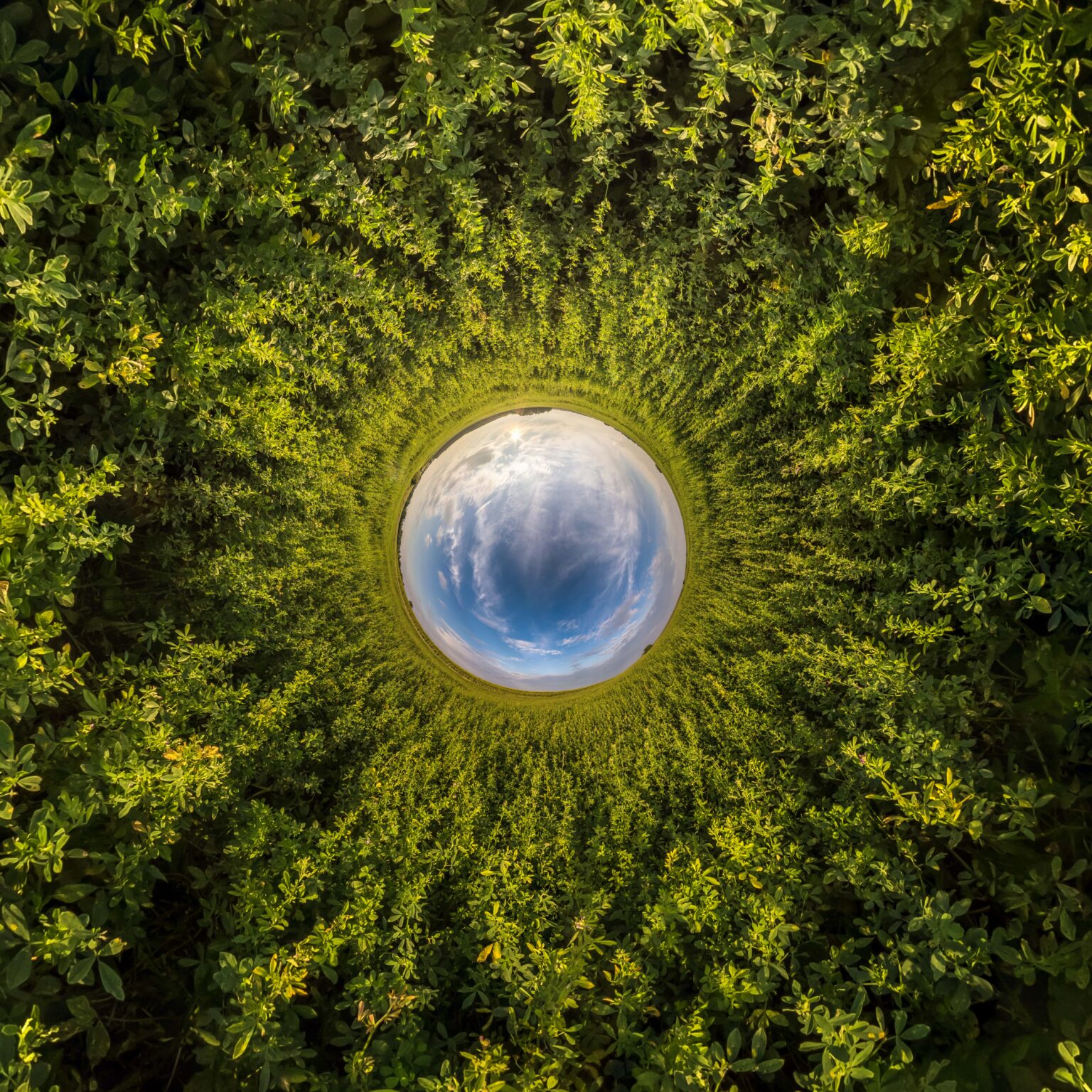 5 "bosques azules" vitales para la vida en la Tierra - ¡Salvemos los ...