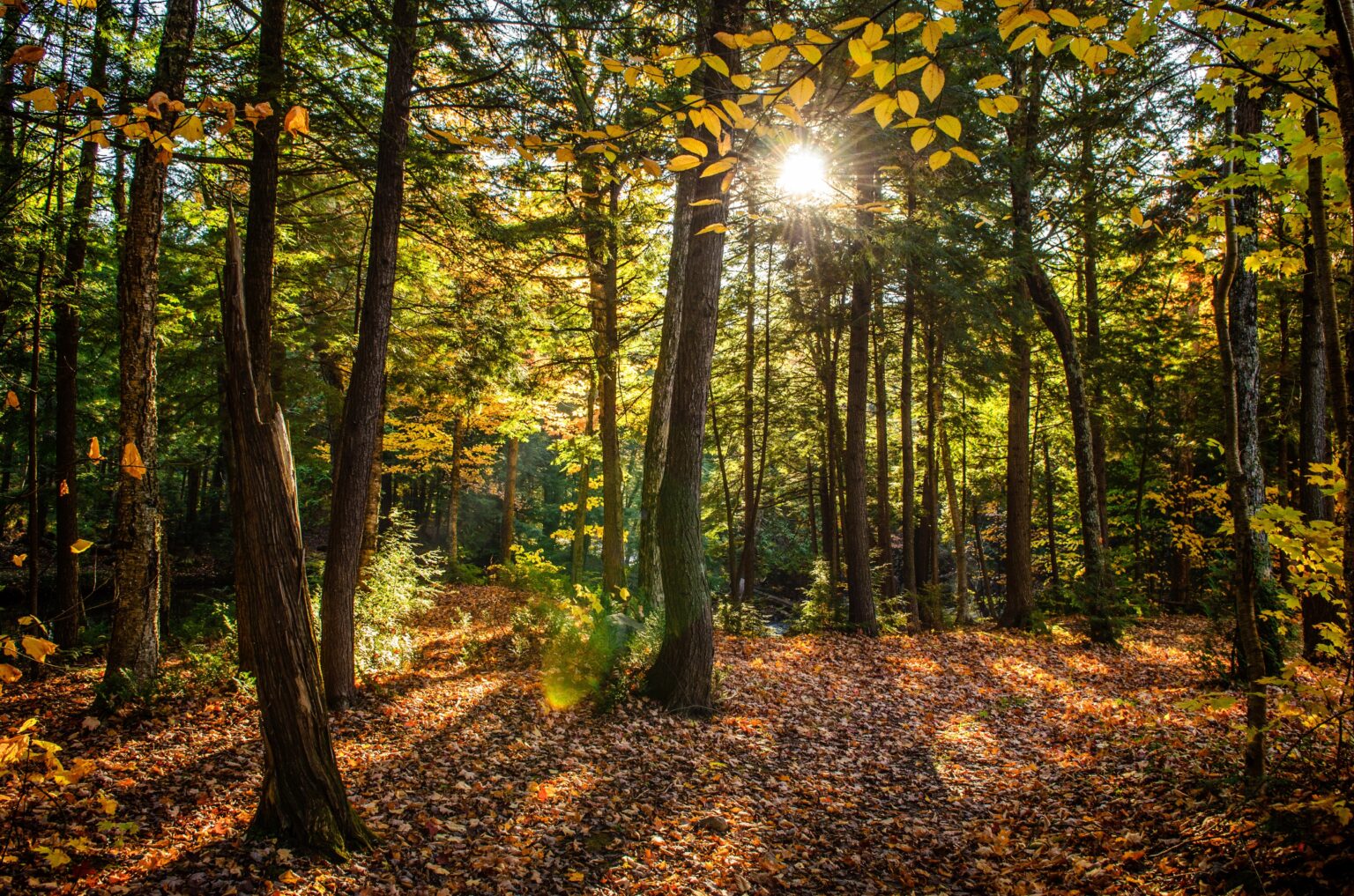 ¿Por qué son tan importantes los bosques y qué se puede hacer para ...