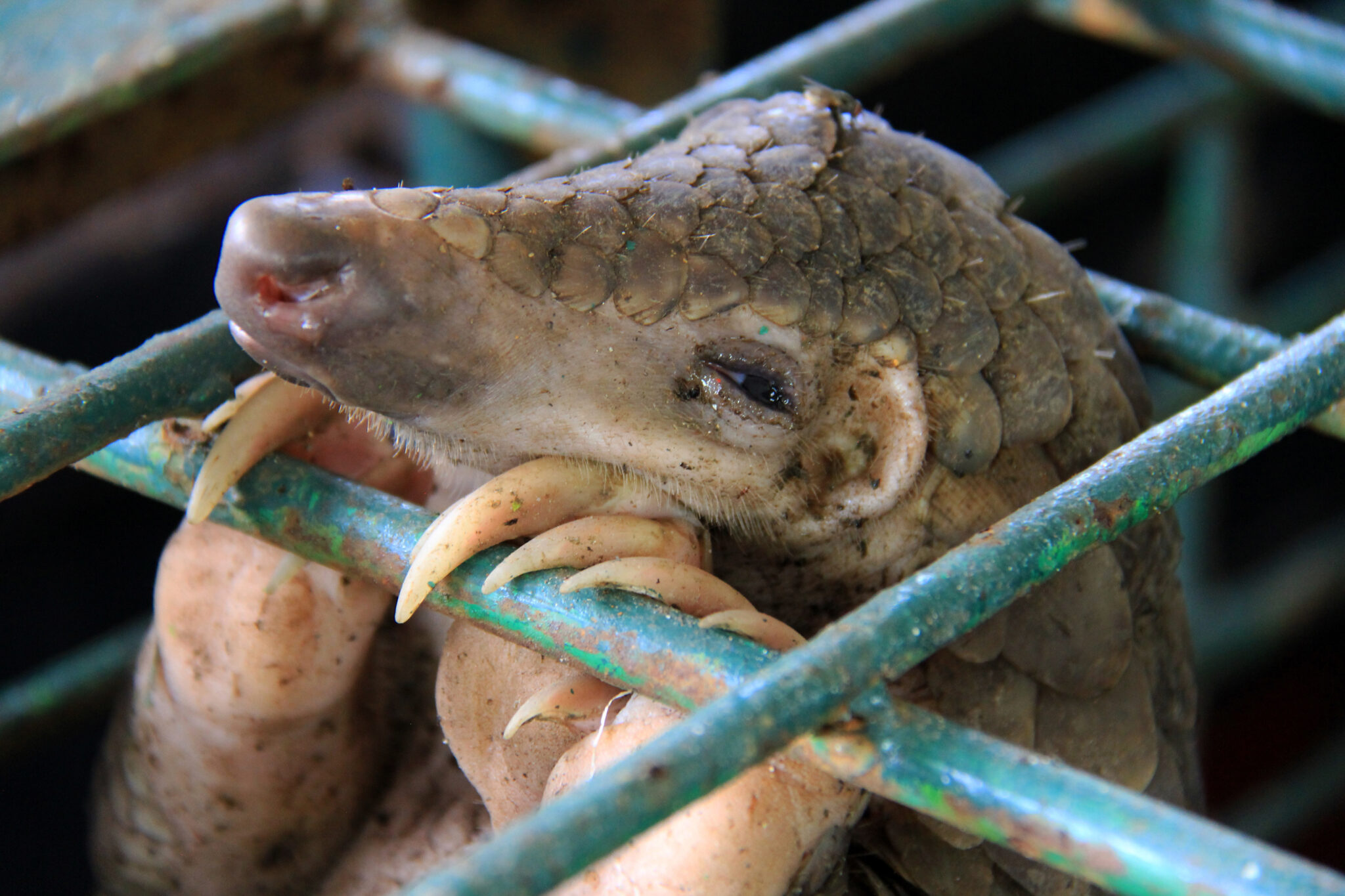 La historia del pangolín, el único mamífero con escamas en peligro de ...