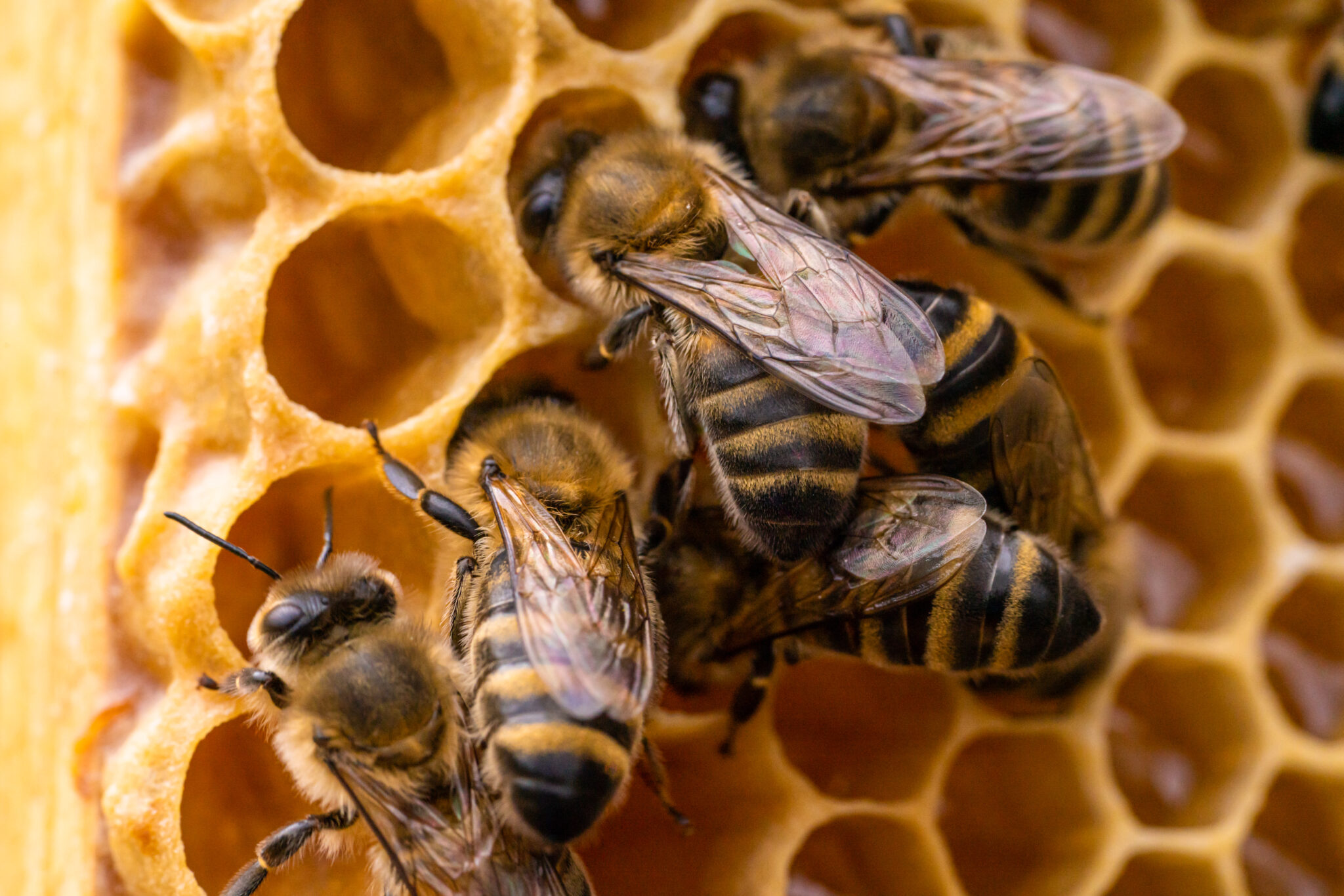 Las campañas que recorren el mundo para salvar a las abejas - ¡Salvemos ...