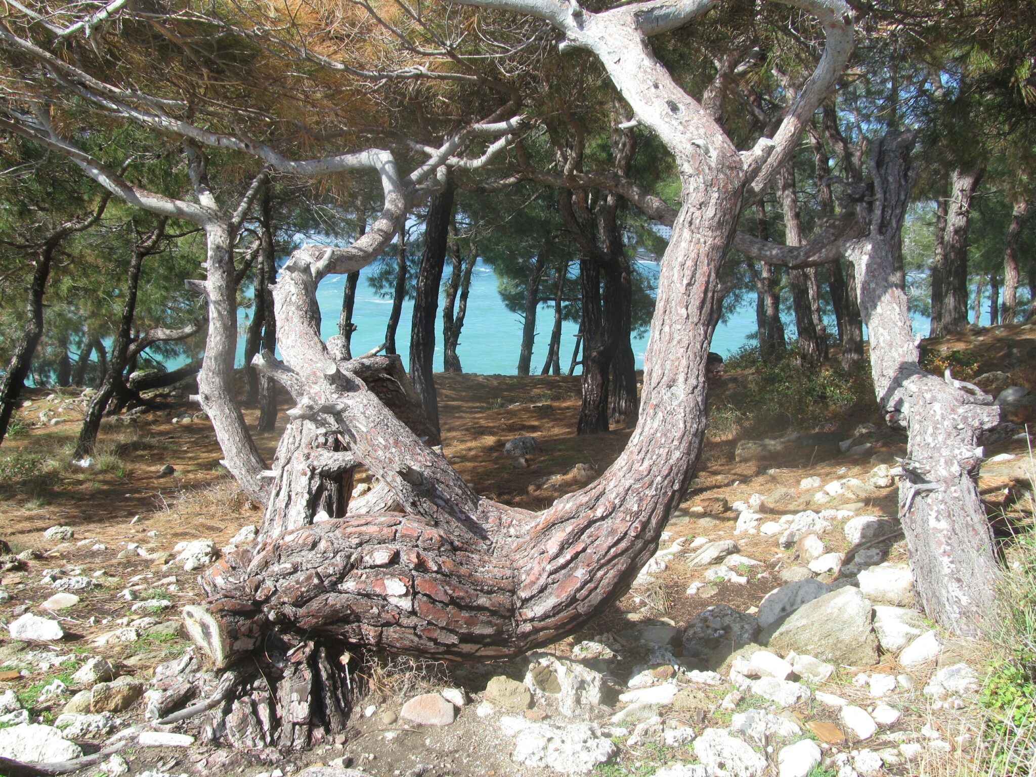El proyecto de reforestación de medio millón de árboles - ¡Salvemos los ...